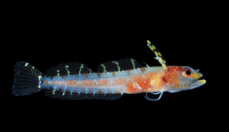 Beautiful New Species Found | Deep Ocean Reefs | BeautifulNow